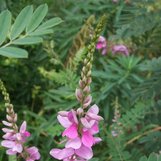 Indigofera heterantha | Himalayan Indigo | plant lust