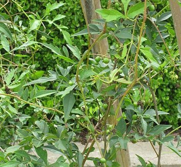 Paullinia from multiple nurseries on Plant Lust