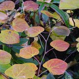 Disanthus cercidifolius | Redbud Hazel | plant lust