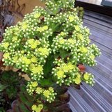 Aeonium 'Cyclops' | Giant Red Aeonium | plant lust