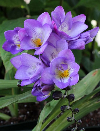 Freesia [single blue] | Freesia 'Single Blue' | plant lust