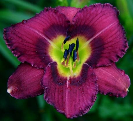 Hemerocallis 'Grapes Of Wrath' | Grapes Of Wrath Daylily | plant lust