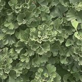 Ginkgo biloba Spring Grove® | Ginkgo biloba 'Spring Grove Select ...