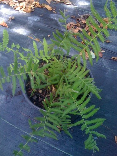 Thelypteris kunthii | Thelypteris normalis | Perennial Abundant Maiden ...