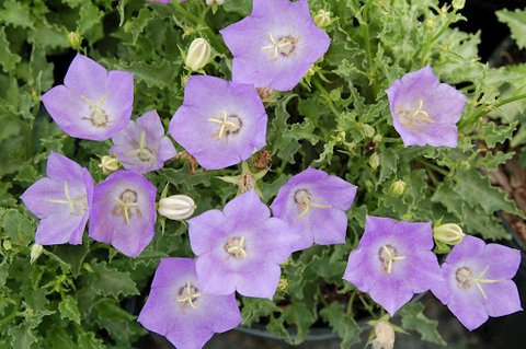 Campanula carpatica 'Blaue Clips' | Campanula carpatica 'Blue Clips ...
