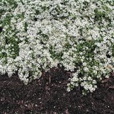 Symphyotrichum ericoides 'Snow Flurry' | Aster ericoides var. prostrata ...