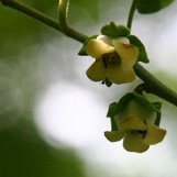 Meader American Persimmon | Meader Common Persimmon | plant lust