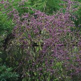 Callicarpa giraldii 'Profusion' | Callicarpa 'Profusion' | Callicarpa ...