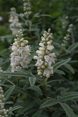 Vitex agnus-castus 'Silver Spire' | Vitex agnus-castus 'Silver Spires ...