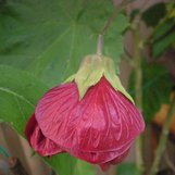 Abutilon 'Nabob' | Nabob Flowering Maple | plant lust