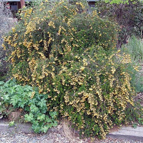 Berberis x stenophylla 'Nana Compacta' | Berberis stenophylla 'Nana ...