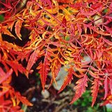 Rhus typhina 'Laciniata' | Lanciniata Cutleaf Staghorm Sumac | plant lust