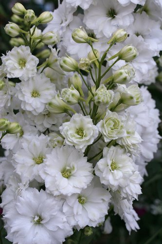 Delphinium elatum 'Double Innocence' | plant lust