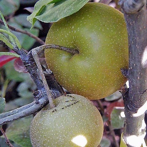 Chojuro Asian Pear | Pyrus pyrifolia 'Chojuro Semi-dwarf' | Pyrus ...