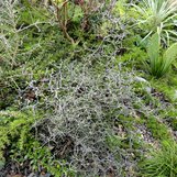 Corokia cotoneaster | Wire Netting Bush | plant lust