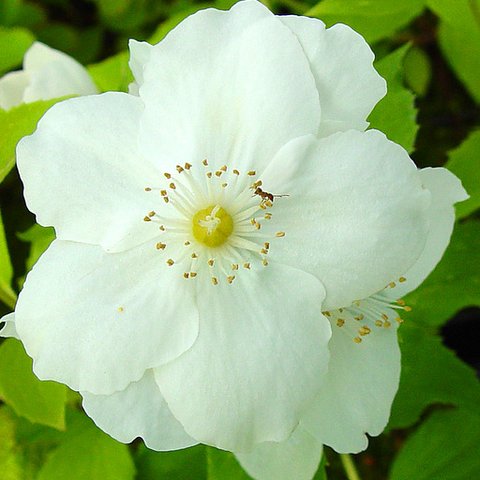 Philadelphus lewisii 'Snow Velvet' | Snow Velvet Mock Orange | plant lust