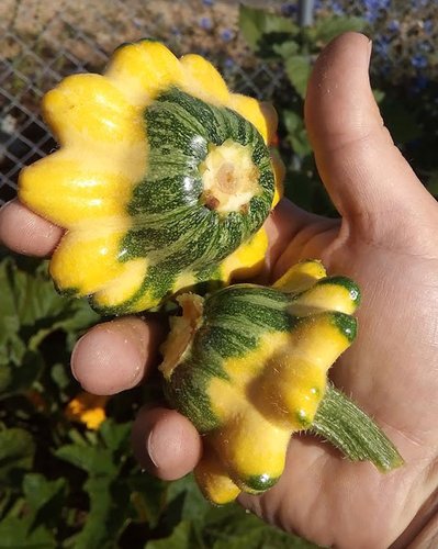 Flying Saucer Scalloped Squash | plant lust