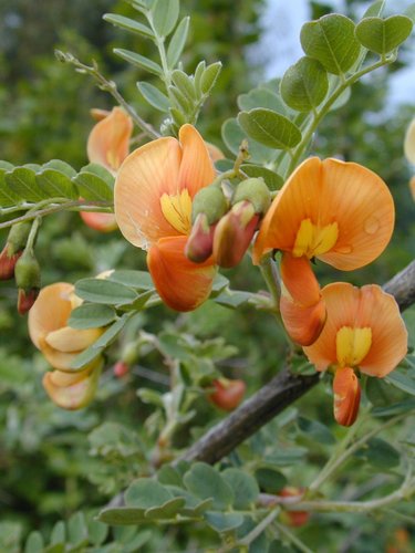 Colutea x media | Bladder Senna | plant lust