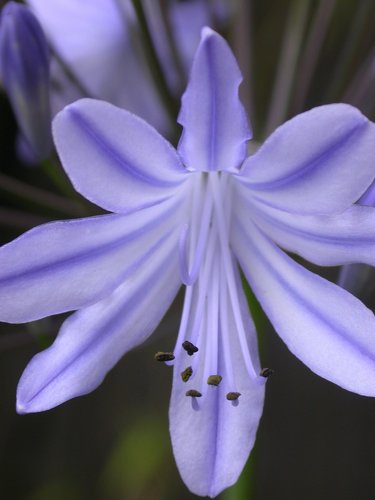 Agapanthus 'Streamline' | Streamline African Lily | Streamline Lily of ...