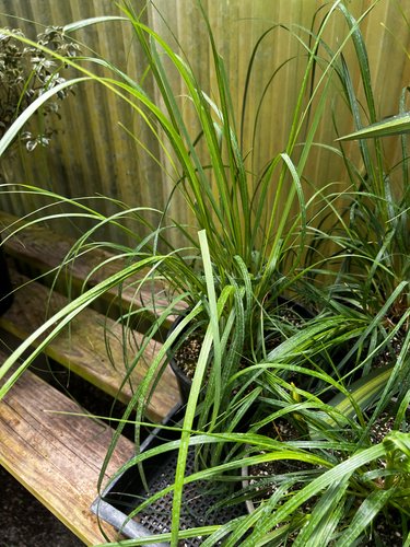 Chionochloa flavescens | Chionochloa flavicans | Broad-Leaved Sow ...