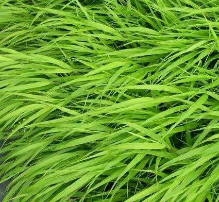 Hakonechloa macra | Hakone Grass | Japanese Forest Grass | Urahagusa ...