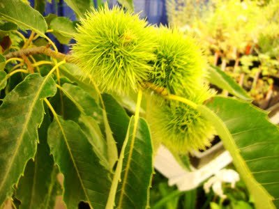 Colossal Chestnut | plant lust