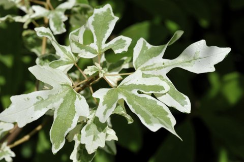 Acer campestre 'Carnival' | Field Maple | Variegated Hedge Maple ...