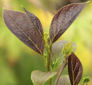 Styrax from multiple nurseries on Plant Lust