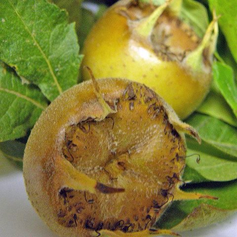 Marron Medlar | plant lust