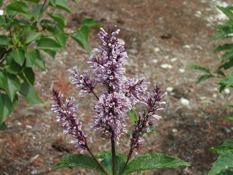 Syringa x prestoniae 'Donald Wyman' | Syringa 'Donald Wyman' | Donald ...