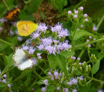 Chromolaena odorata | Eupatorium odoratum | Blue Mist Flower | Crucita ...