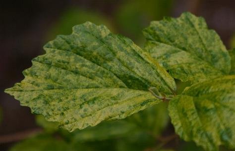 Hamamelis virginiana 'Lemon Lime' | Lemon Lime Witch Hazel | plant lust