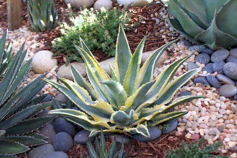 Agave 'Cornelius' | Agave americana 'Cornelius' | Agave americana ...