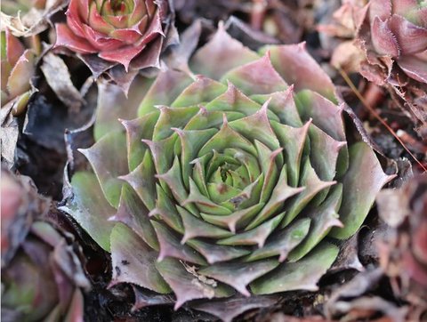 Sempervivum 'Sublime' | Houseleek | plant lust