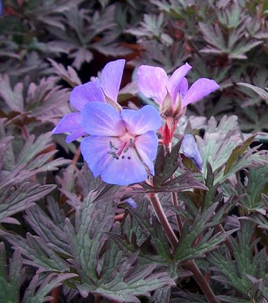 Geranium pratense 'Dark Reiter' | | plant lust