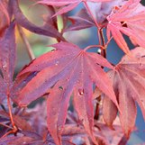 Acer palmatum 'Moonfire' | Japanese Maple | plant lust