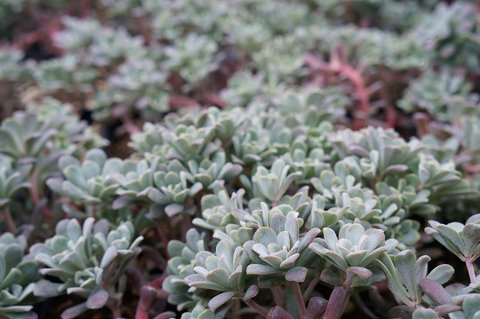 Sedum spathulifolium 'Carnea' | Carnea Broadleaf Stonecrop | Carnea ...