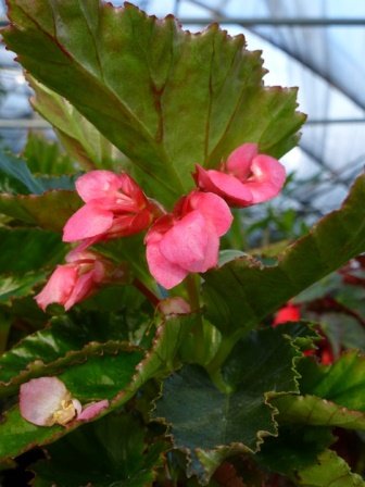 Begonia 'Miss Julie' | Begonia x 'Miss Julie' | plant lust