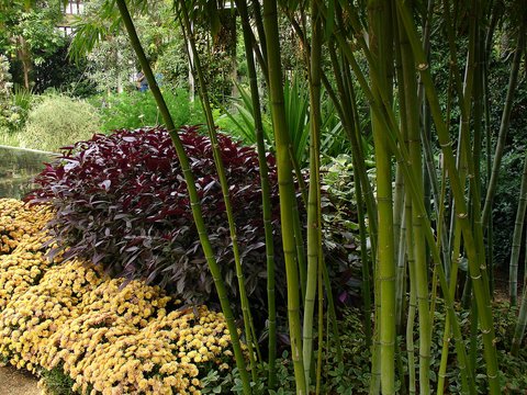 Phyllostachys nigra 'Henon' | Phyllostachys nigra var. henonis | Gray ...