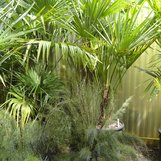 Rhodocoma capensis | Cape Restio | plant lust