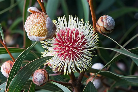 Hakea laurina | Emu Bush | Pincushion Hakea | Pincushion Tree | plant lust