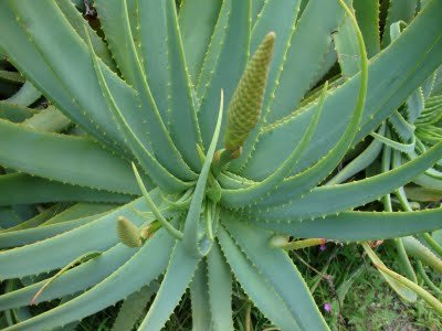 Aloe mutabilis | plant lust