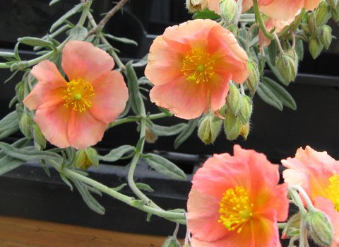 Helianthemum 'Cheviot' | Rock Rose | Sun Rose | plant lust
