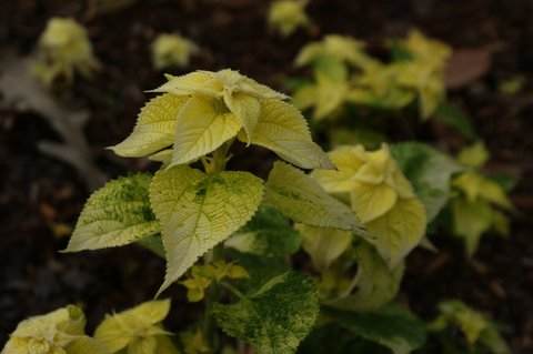 Boehmeria nivea 'Kogane Mushi' | Boehmeria nipononivea 'Kogane Mushi ...