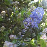 Ceanothus 'Victoria' | Ceanothus impressus 'Victoria' | Ceanothus ...