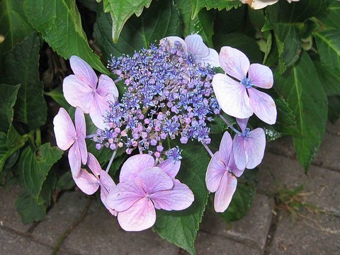 Hydrangea macrophylla 'Blue Wave' | Hydrangea macrophylla 'Bluewave ...