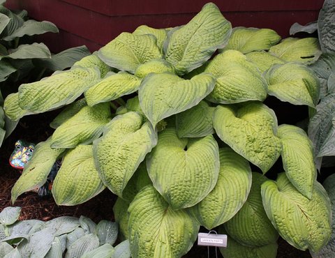 Hosta 'Garden Party' | | plant lust