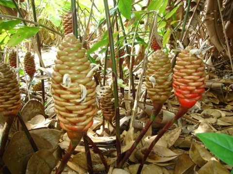 Zingiber aff. spectabile [Borneo] | Zingiber sp. 'Borneo Spectabile ...