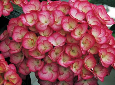 Hydrangea macrophylla Firefly PP27110 | Hydrangea macrophylla 'Firefly ...