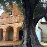 Olea europaea 'Mission' | Mission Olive | plant lust